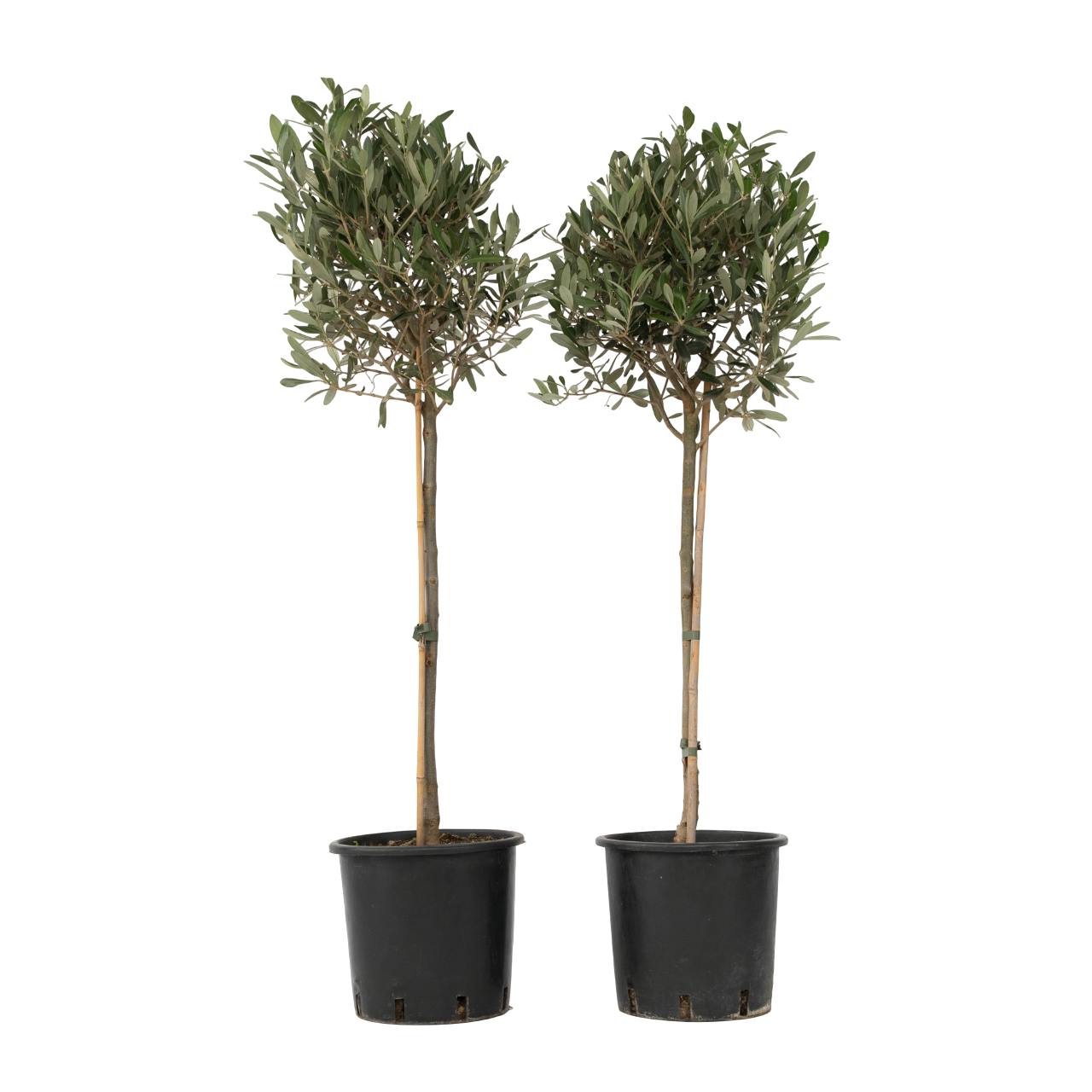 Olivenbaum - Olea Europaea Höhe 2er Set 90-100cm | METRO