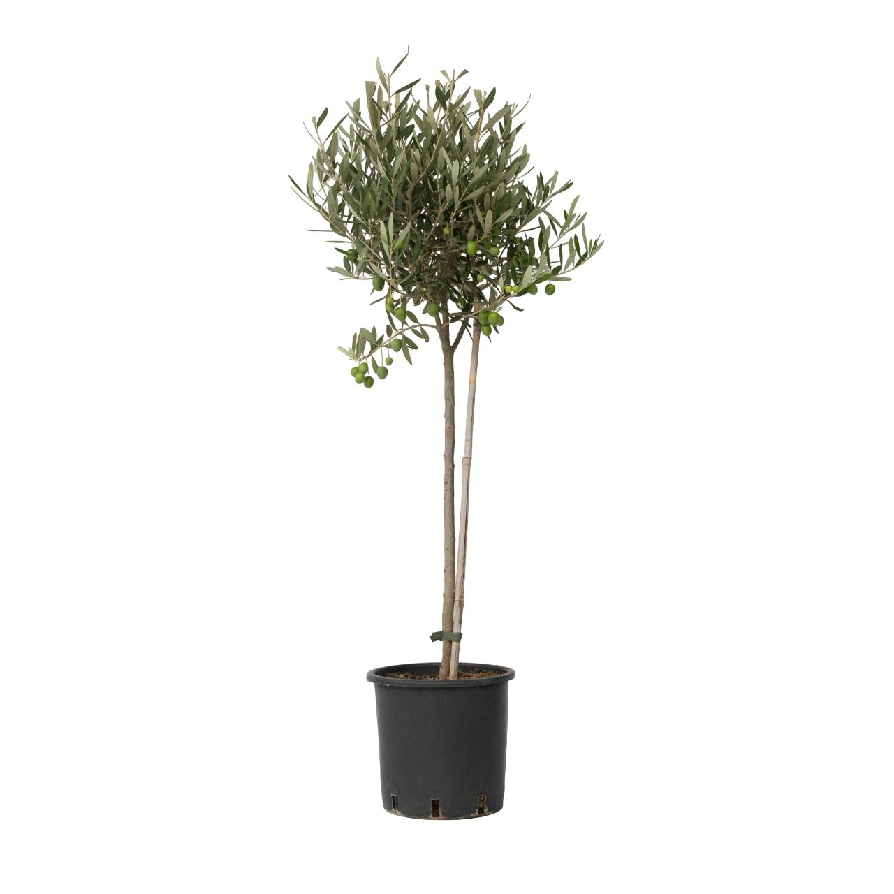 Olivenbaum - Olea Europaea Höhe 80-90cm | METRO