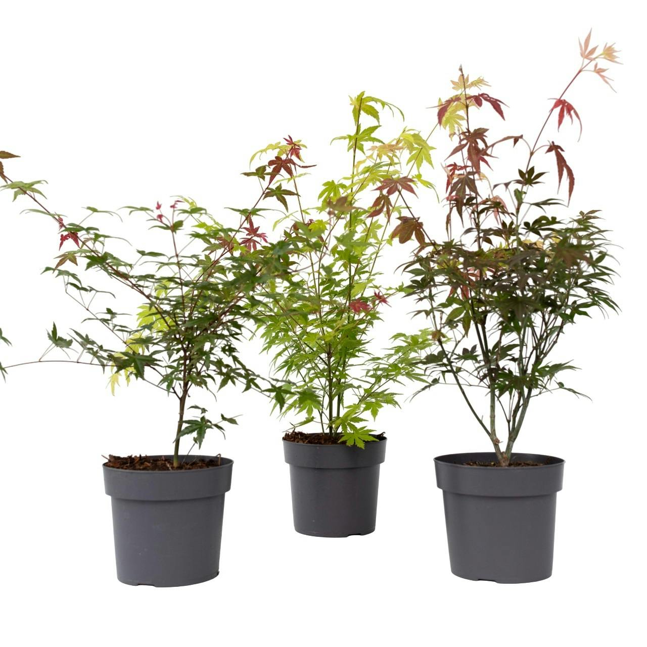 Japanse esdoorn - Acer palmatum Mix van 3 Hoogte 60-70cm | Makro