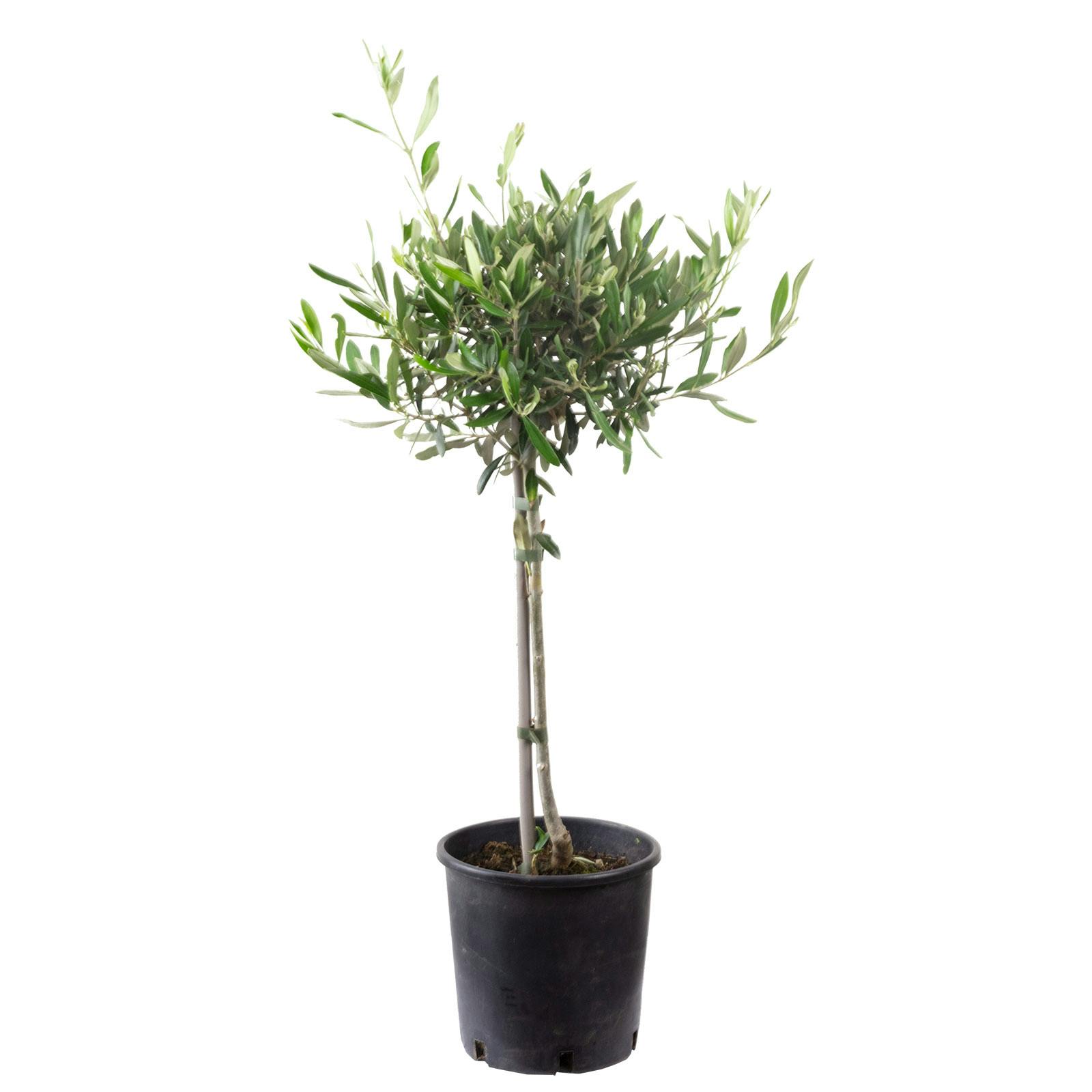 Olivenbaum Olea europaea T19 H60 | METRO Marktplatz