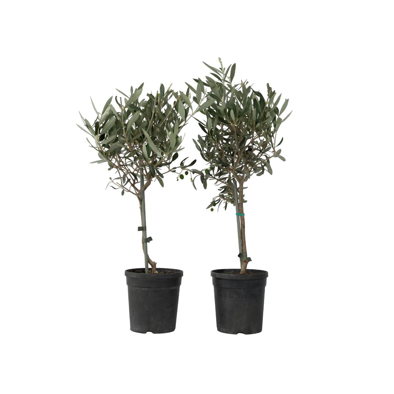 Olea Europaea - Olivenbaum 2er Set Höhe 45-55cm | METRO