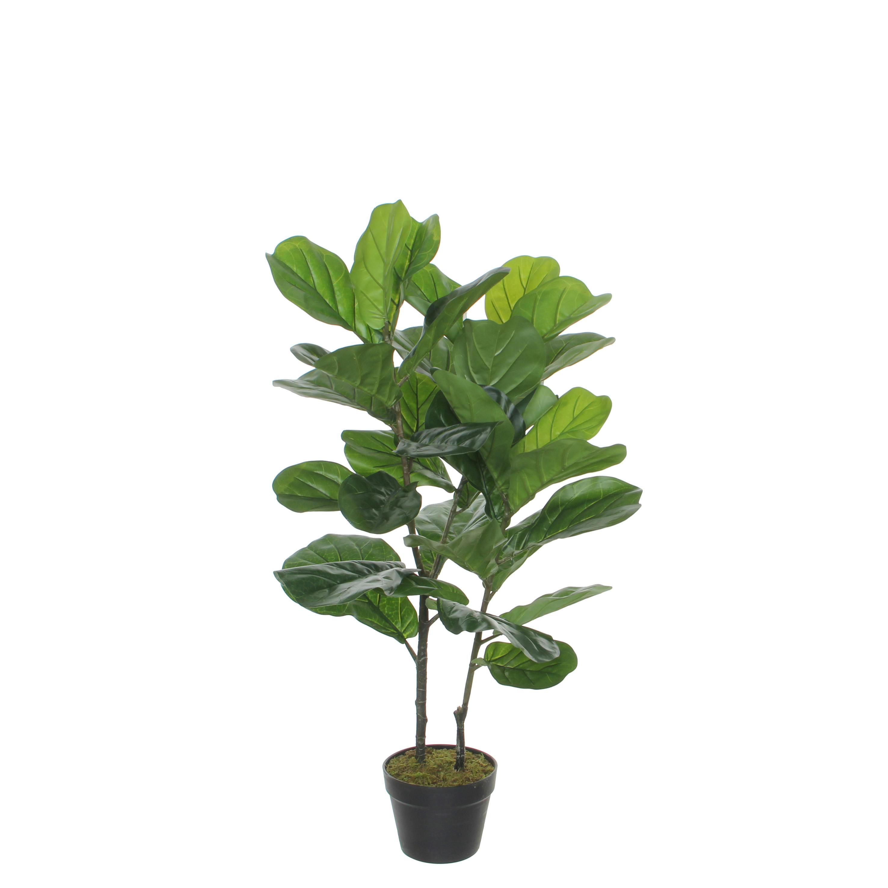 Ficus Lyrata in plastic pot groen - h100xd60cm | Makro