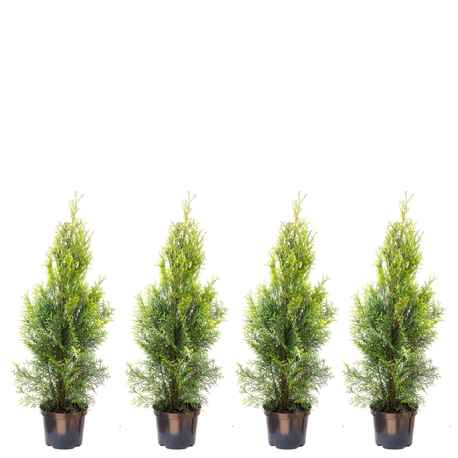 4er-Set Lebensbaum `Smaragd` Thuja occidentalis smaragd C3 H60-80 ...
